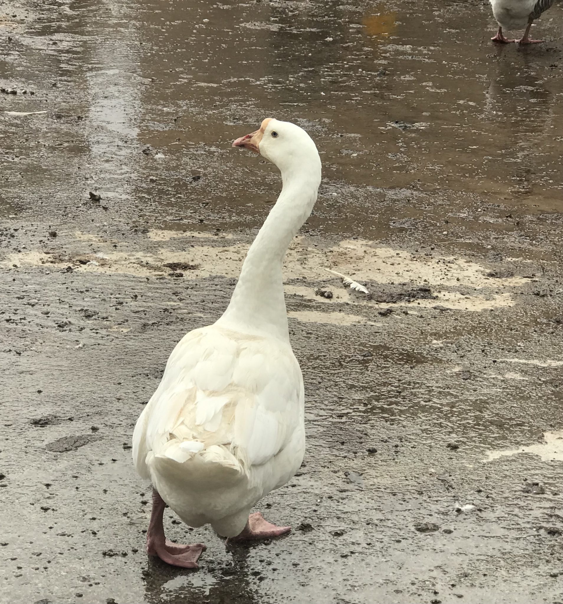 Emden goose - Skaal Farms